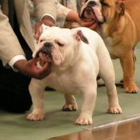english bulldog puppies in Michigan, English Bulldog Breeder in ...