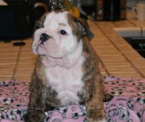 Kenacy Grand Bulldogs English bulldog stud service in Michigan, Indiana ...